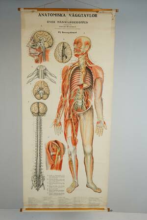 Slutpris för Anatomisk väggtavla över människokroppen, äldre