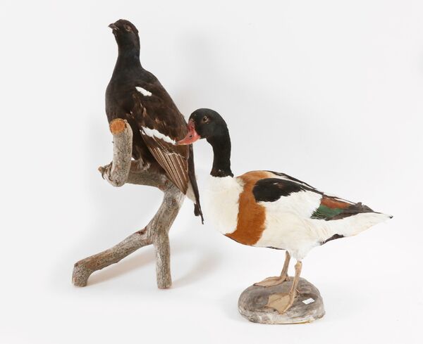 Slutpris för Uppstoppade fåglar 2st