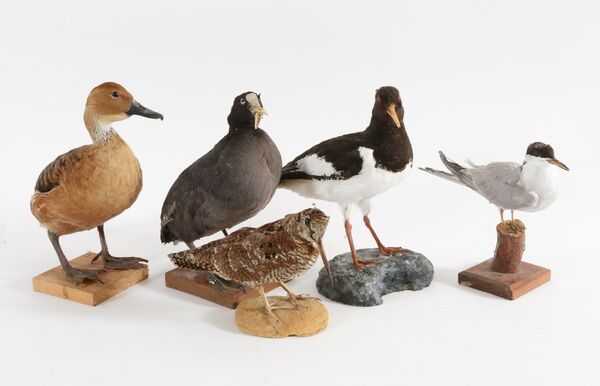 Slutpris för Uppstoppade djur 5st