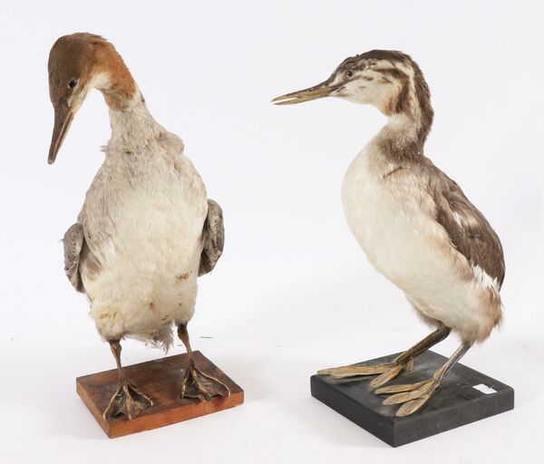 Slutpris för Uppstoppade fåglar 2st