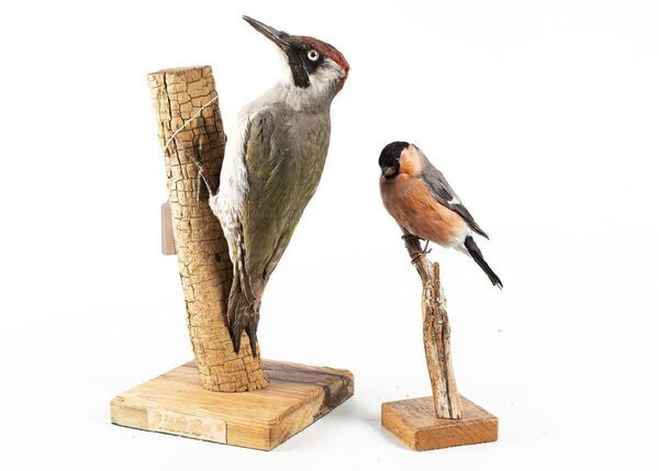 Slutpris för Parti uppstoppade fåglar, 7 st