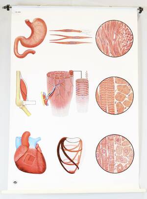 Slutpris för Anatomisk karta, musklernas uppbyggnad
