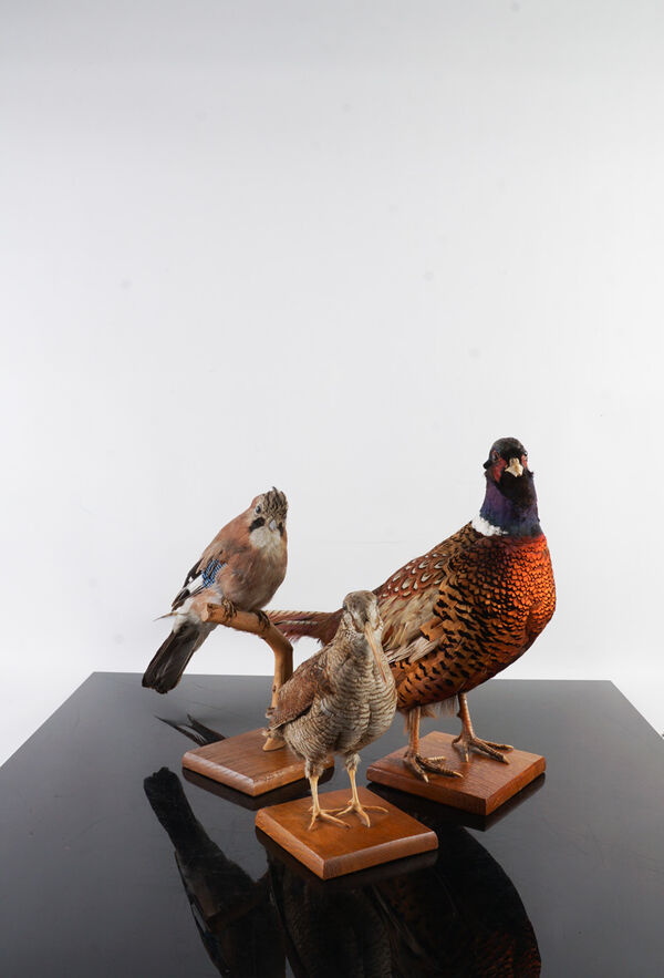 Slutpris för Parti uppstoppade fåglar, 7 st