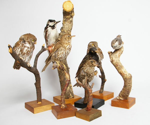 Slutpris för Parti uppstoppade fåglar, 7 st