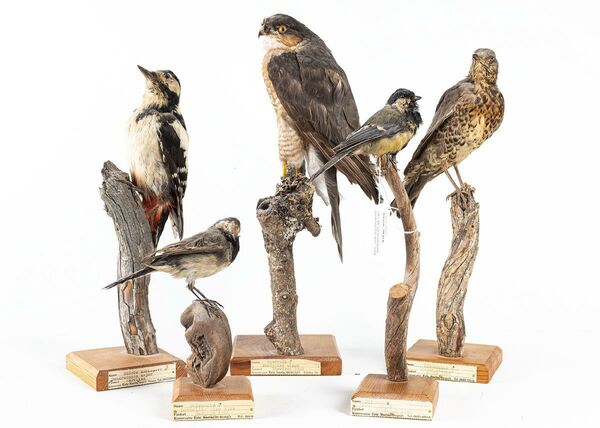 Slutpris för Parti uppstoppade fåglar, 7 st