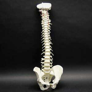 Slutpris för Anatomisk