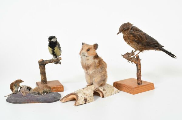 Slutpris för Fem uppstoppade fåglar samt 1