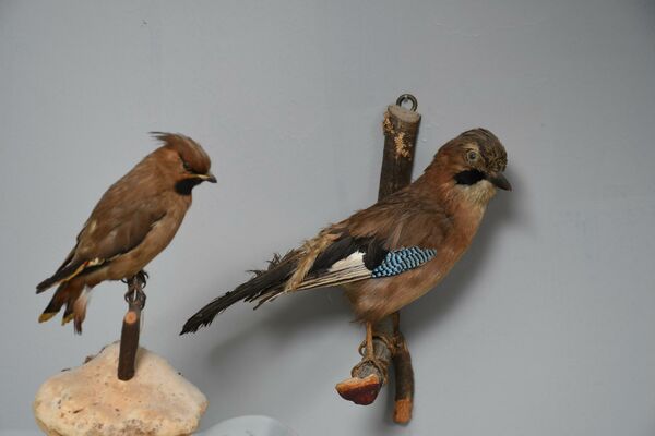 Slutpris för Parti uppstoppade fåglar, 7 st