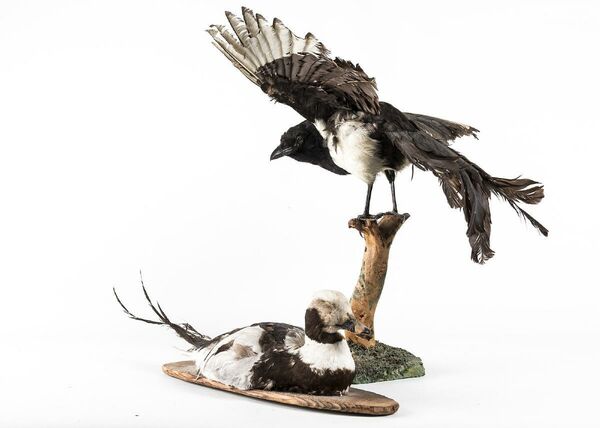 Slutpris för Parti uppstoppade fåglar, 7 st